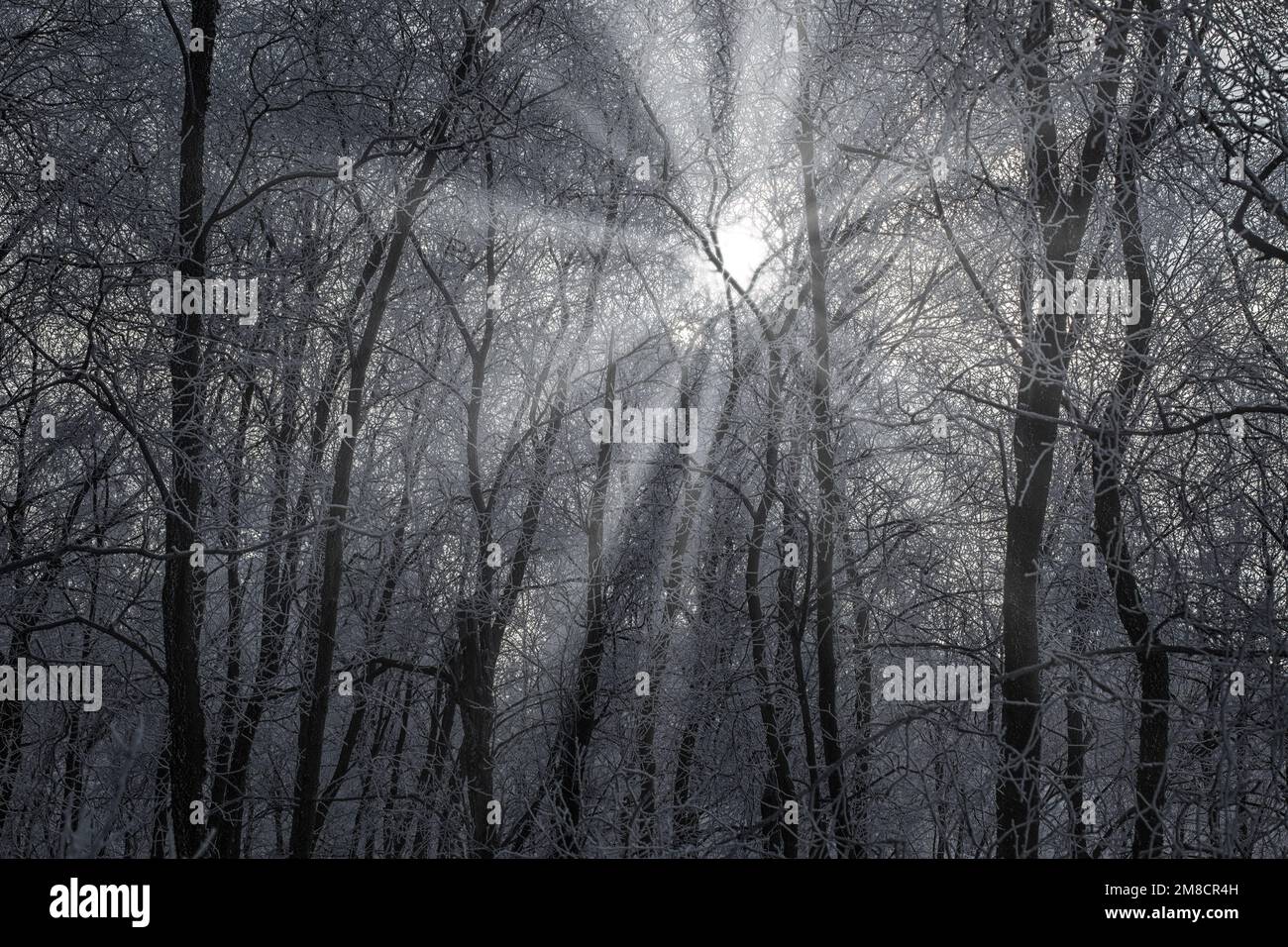 Hoarfrost on trees Stock Photo - Alamy
