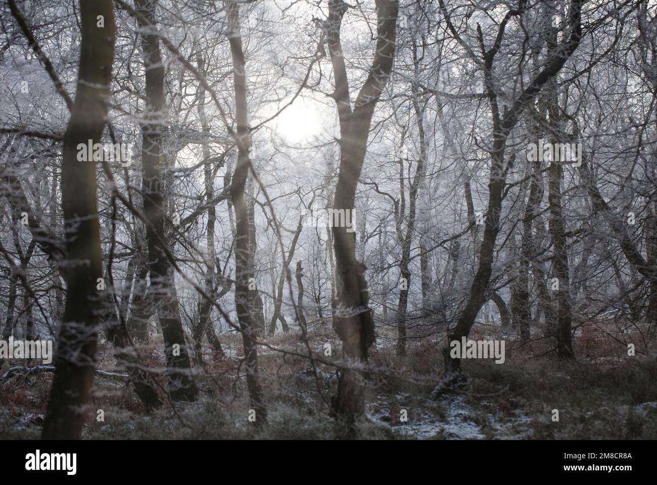 Hoar frost on branches and trees in the forest hi-res stock photography ...