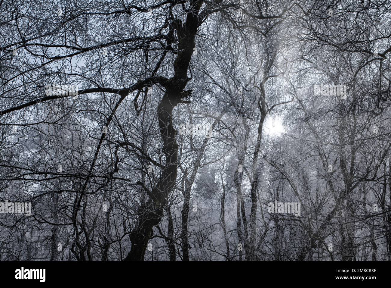 Hoar frost on branches and trees in the forest hi-res stock photography ...