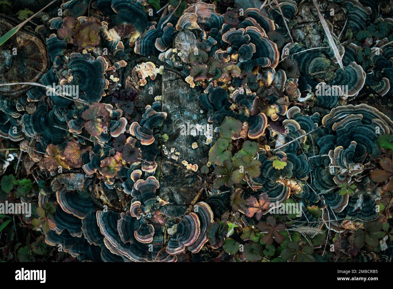 A top view of Turkey tail fungus growing outdoor Stock Photo - Alamy