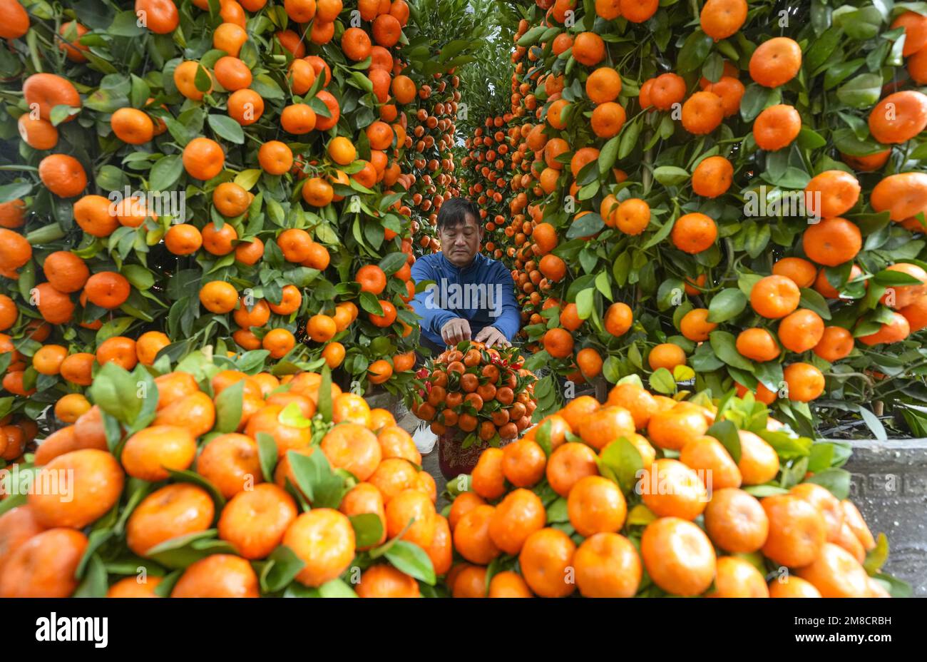 Li Wing-keung, owner of Keung Kee Farm, inspects his festive tangerine ...