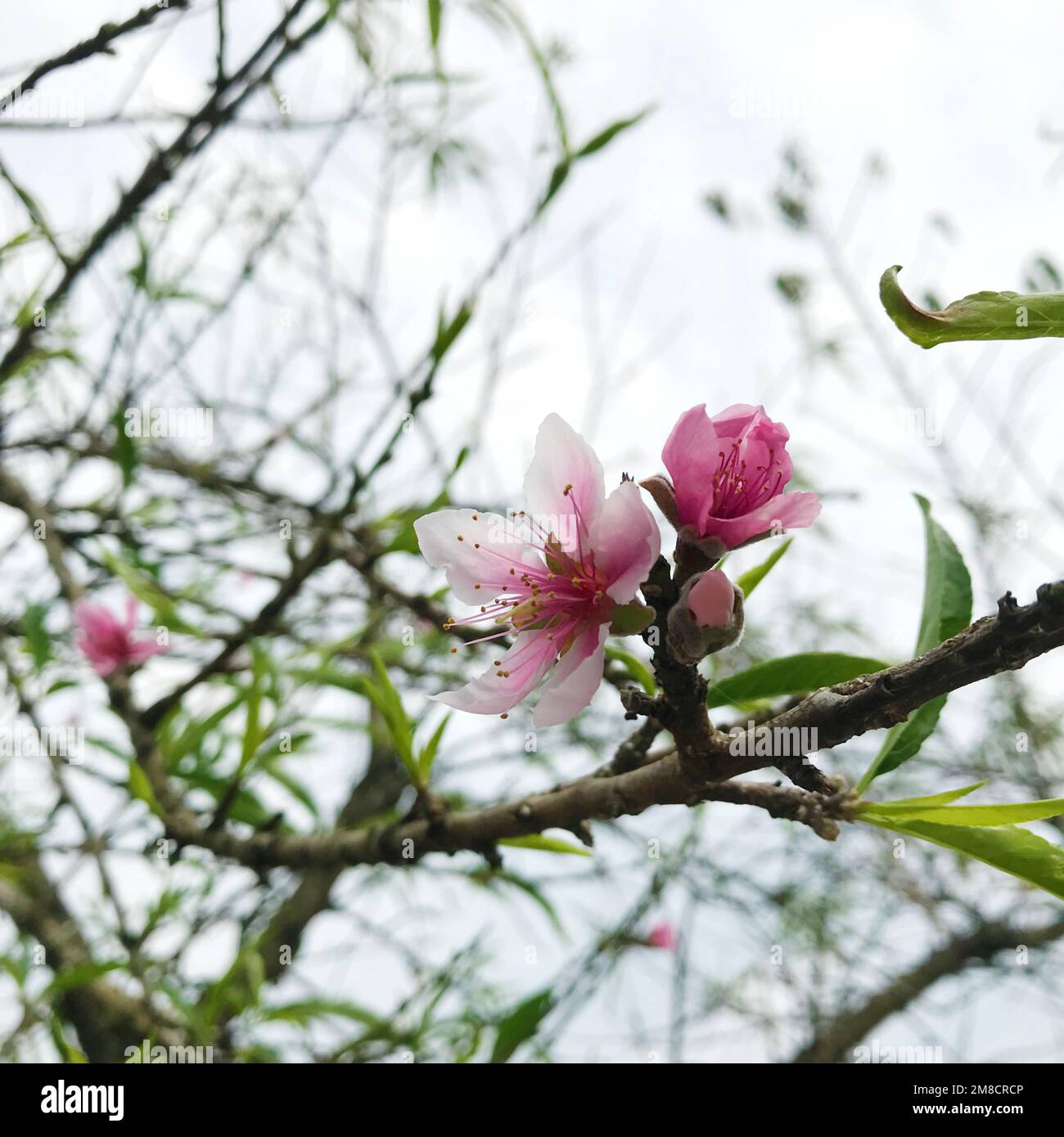 Beautiful early bloom peach flower on a raining day Stock Photo - Alamy