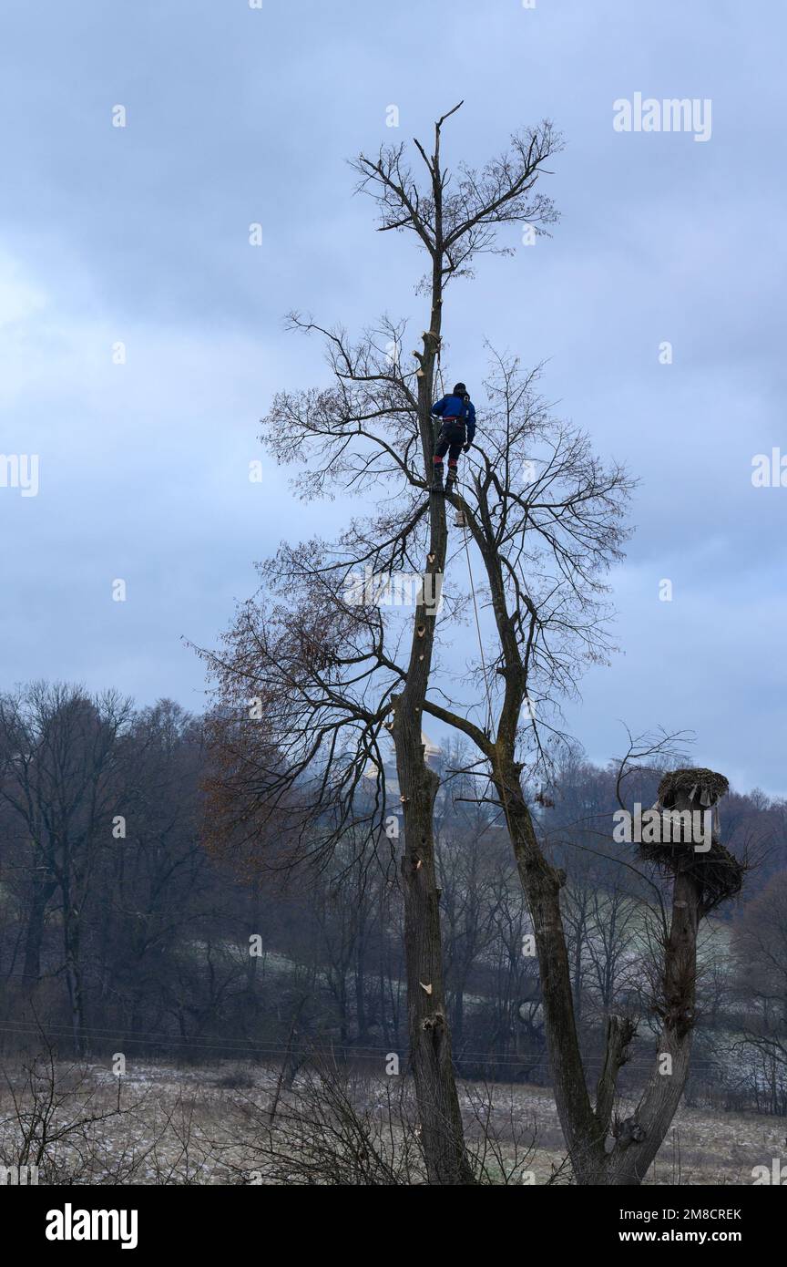 Using chainsaw cut down tree hi-res stock photography and images - Alamy