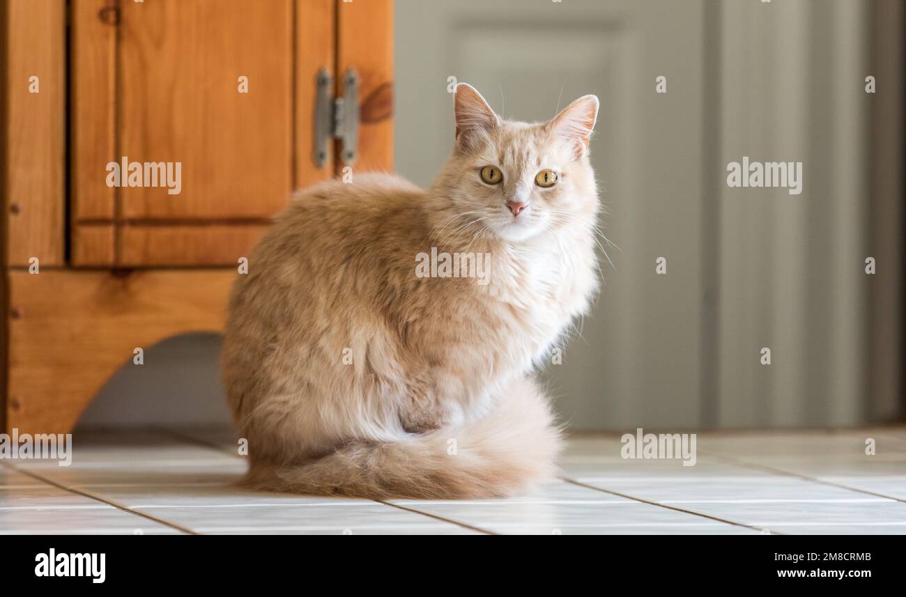 A fluffy long-haired ginger cat looking at the camera Stock Photo - Alamy