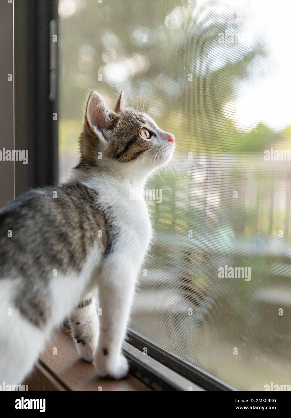 Tabby kitten looking out window hi-res stock photography and images - Alamy