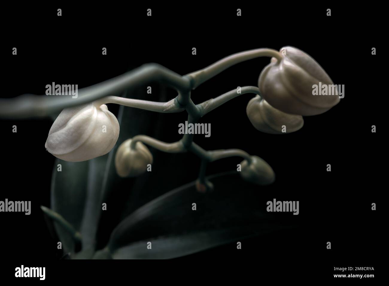 An lonely Orchid on black background Stock Photo - Alamy