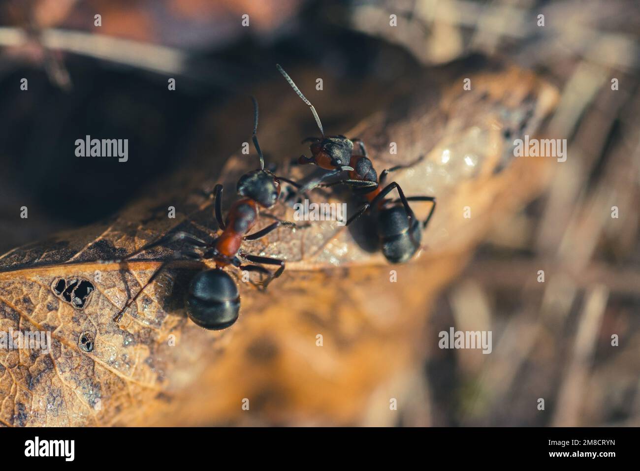 Anthill drawing hi-res stock photography and images - Alamy