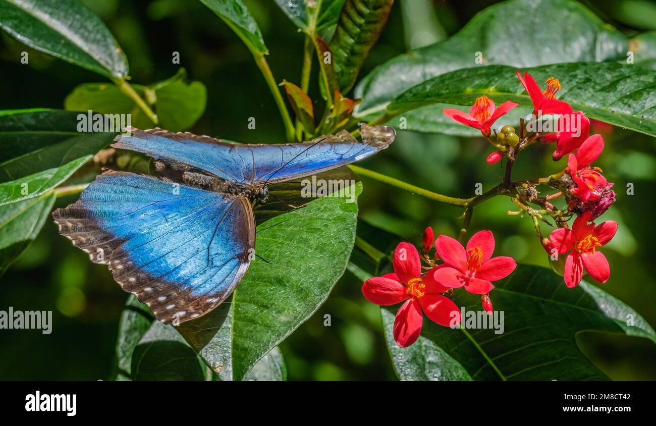 Blue Morpho Butterfly Red Peregrina Flowers Fairchild Garden Coral ...