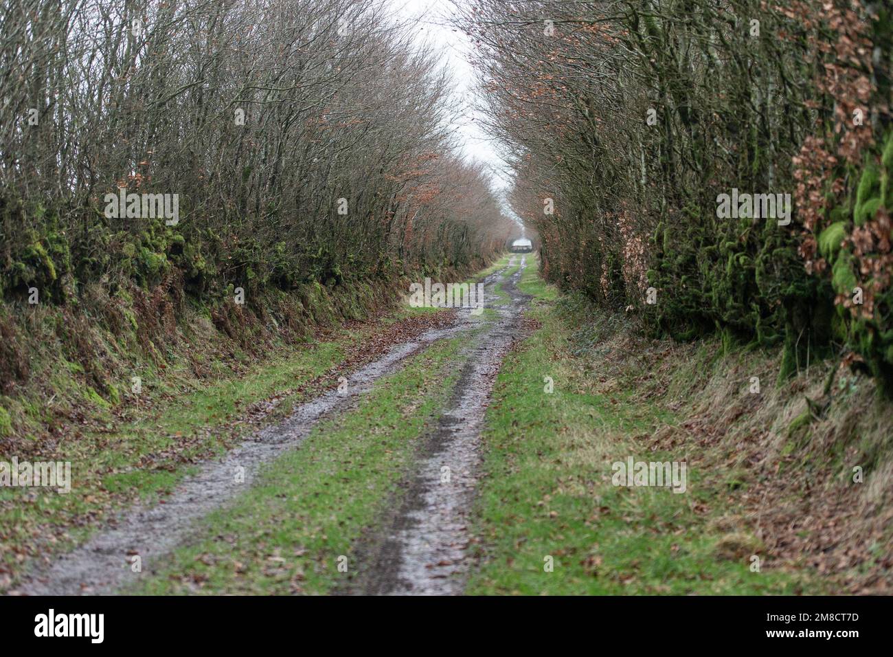 green lane, Exmoor national park, UK Stock Photo - Alamy