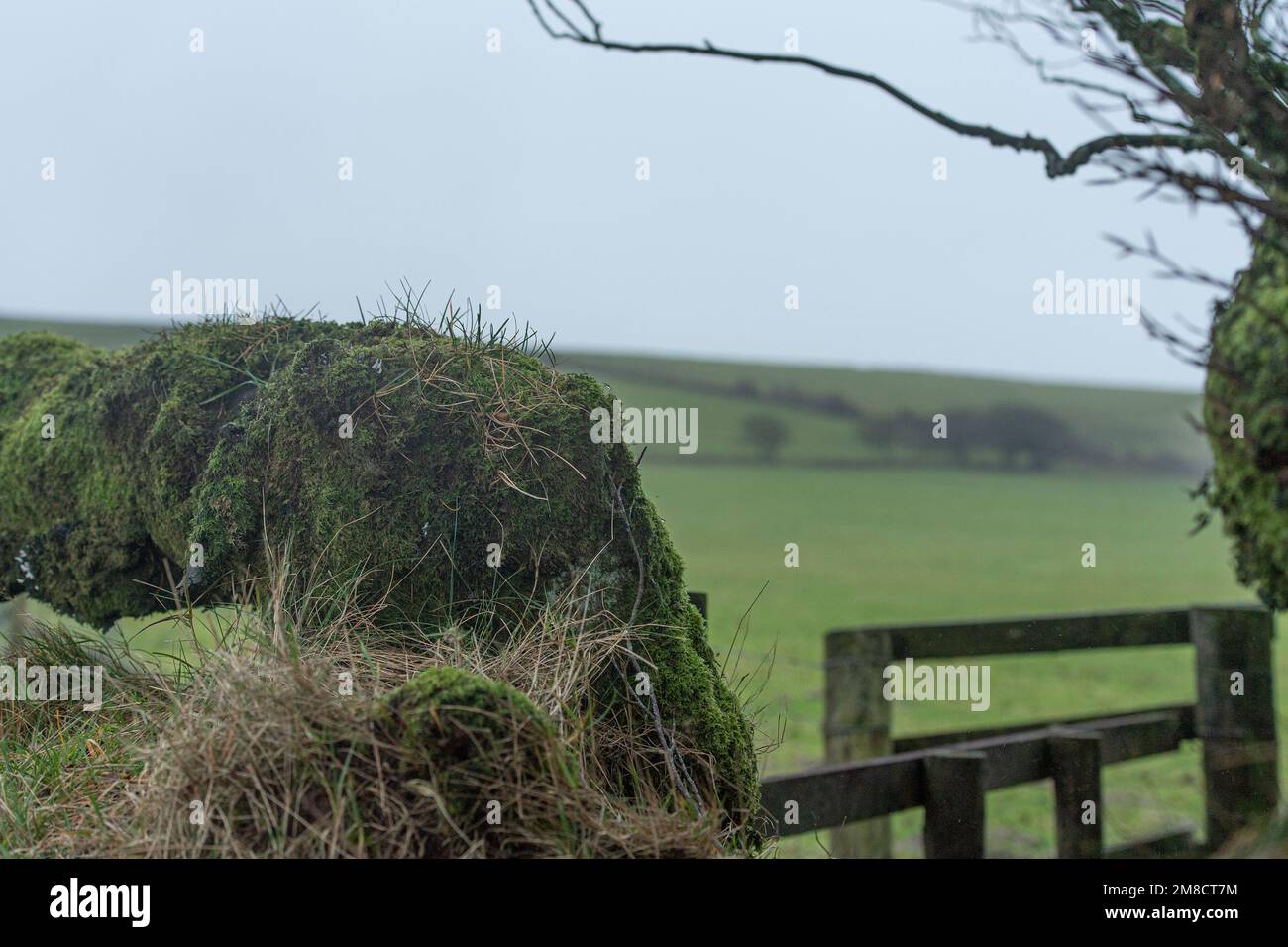 gateway in ancient hedge, Exmoor national park, UK Stock Photo - Alamy