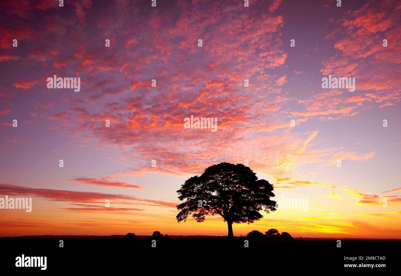 Tree Silhouette at sunrise Stock Photo - Alamy