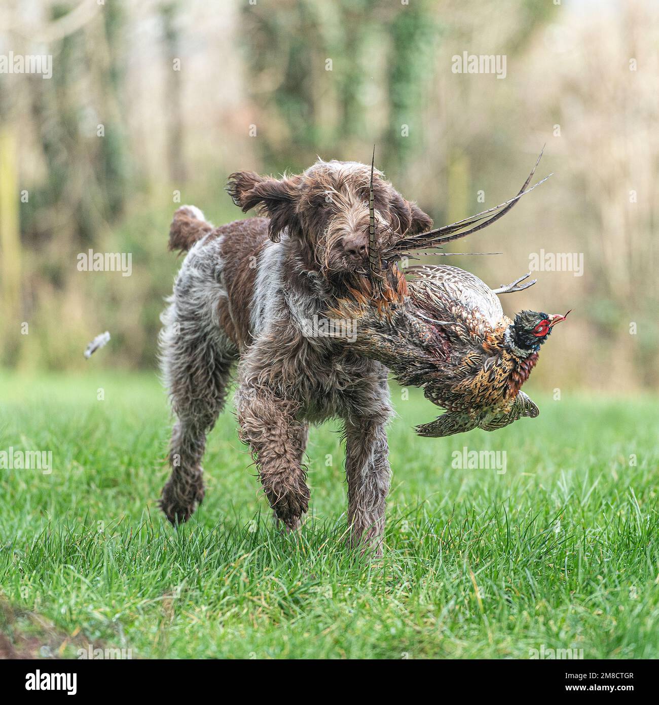 Italian Spinone with shot pheasant Stock Photo - Alamy