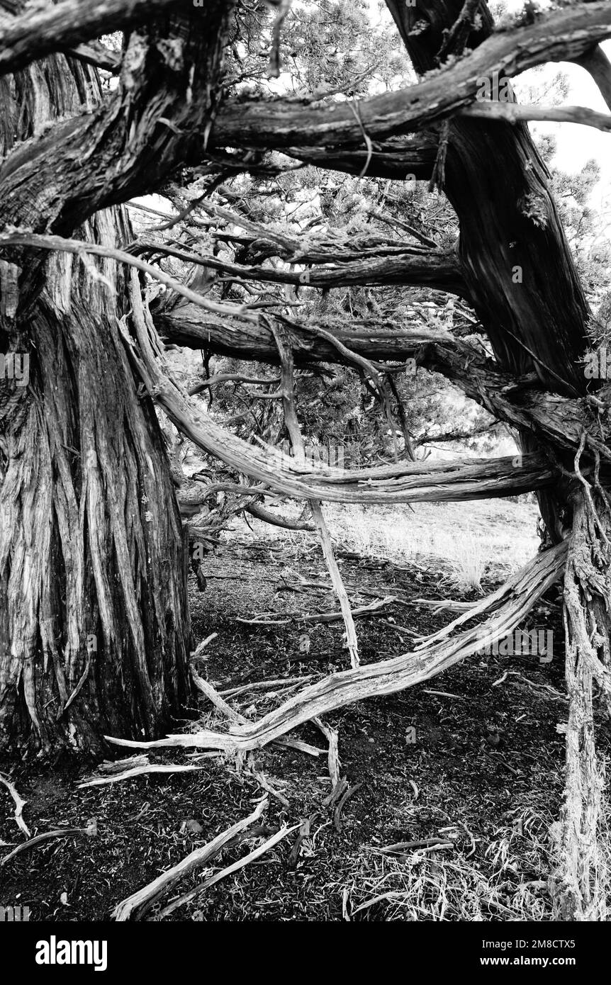 Intertwined trees hi-res stock photography and images - Alamy