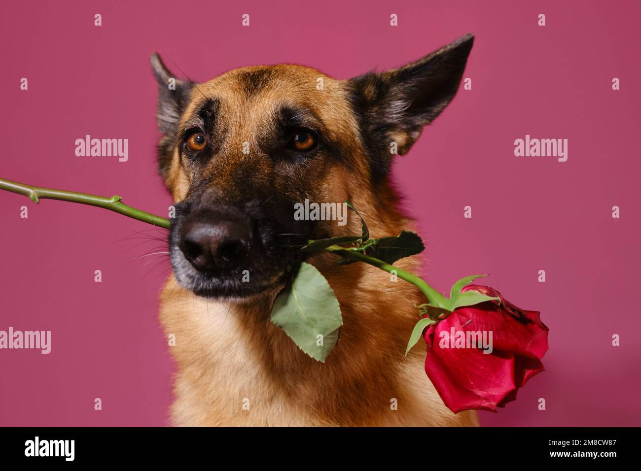 Concept of Valentine's Day. Isolated on pink background. German ...