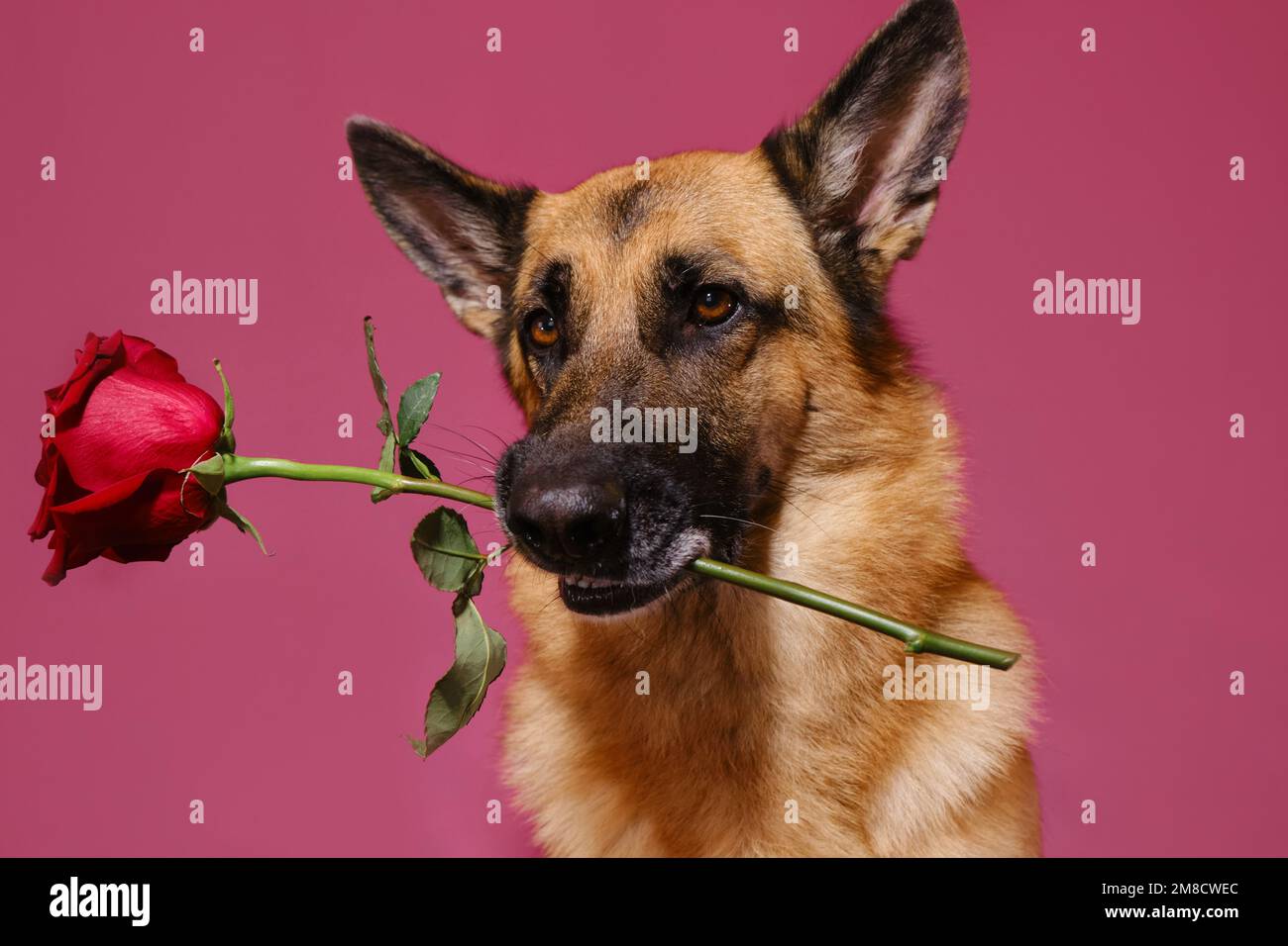 Concept of Valentine's Day. Isolated on pink background. German ...
