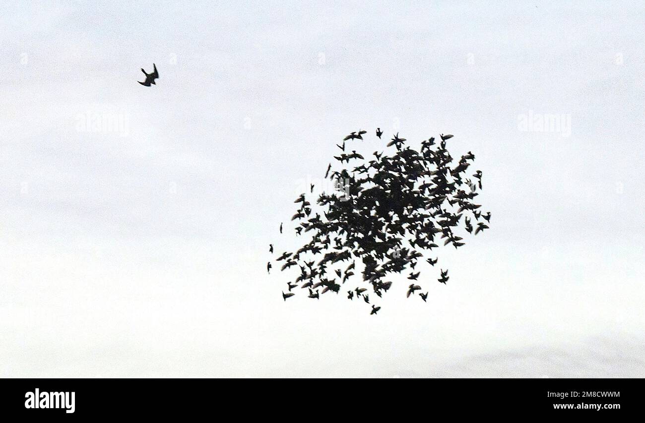 Peregrine falcon starling murmuration hi-res stock photography and ...