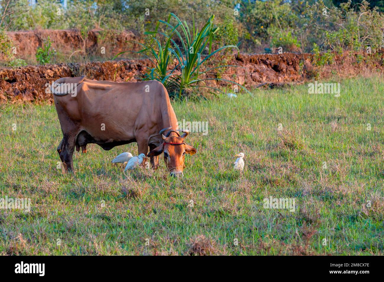 Eating insects hi-res stock photography and images - Alamy
