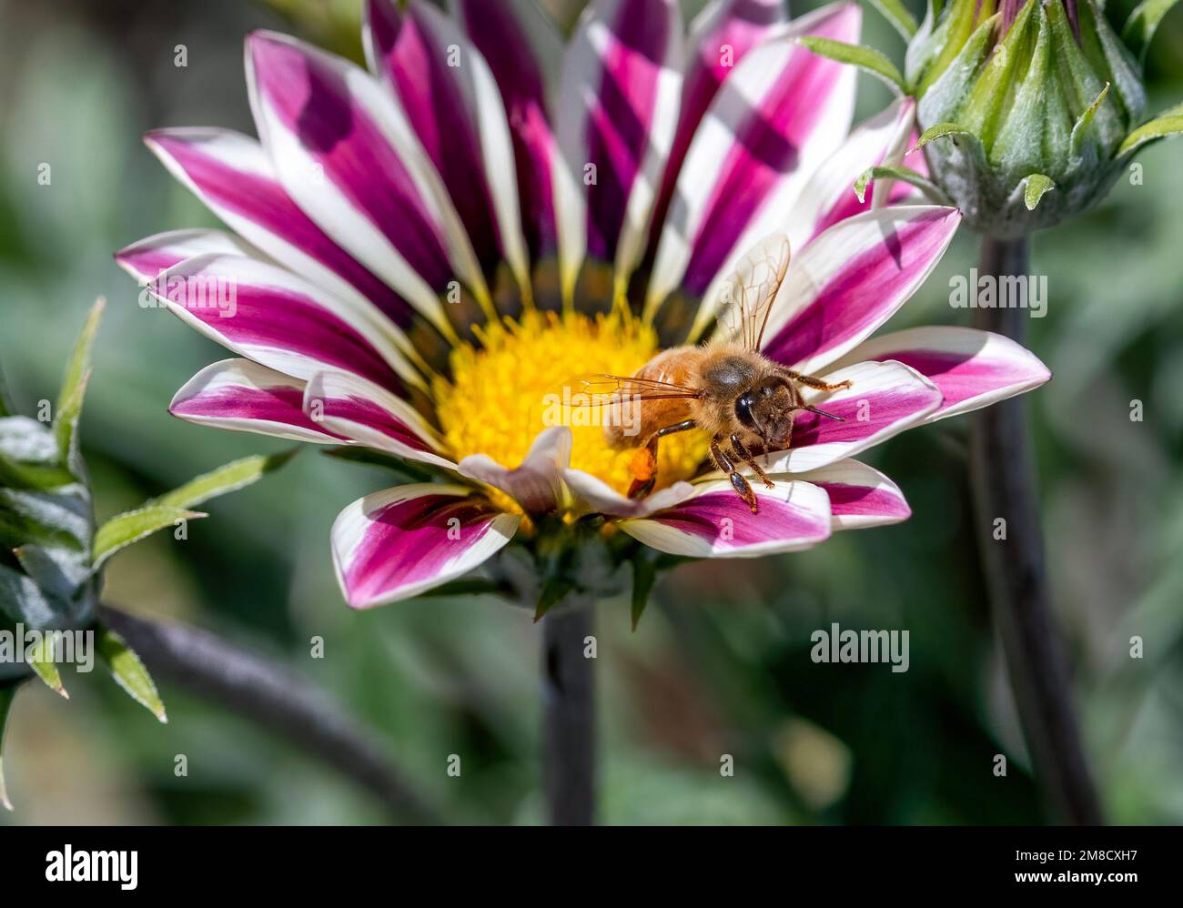 White african daisy flower hi-res stock photography and images - Alamy