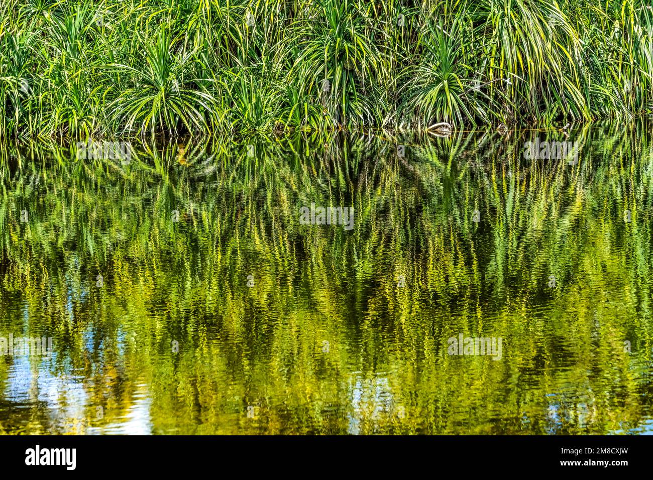 Pandanus Green Leaves Lake Reflectioin Fairchild Tropical Botanic ...
