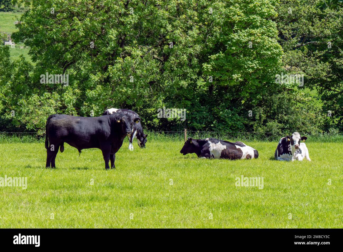 Animal farm animal field hi-res stock photography and images - Alamy