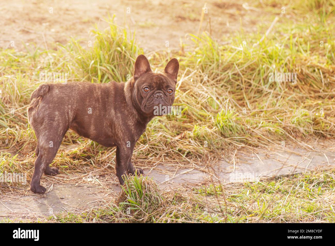 Animal, pet. French bulldog dog on a walk Stock Photo - Alamy