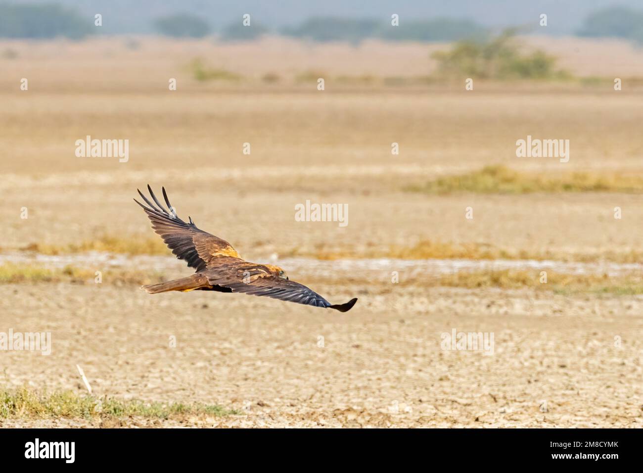 A flying marsh harrier with wings in horizontal position Stock Photo ...