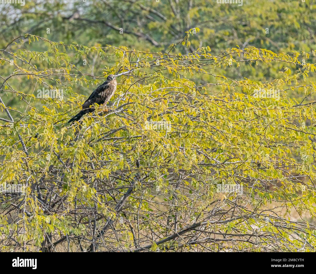 A Marsh Harrier resting on a bush tree Stock Photo - Alamy