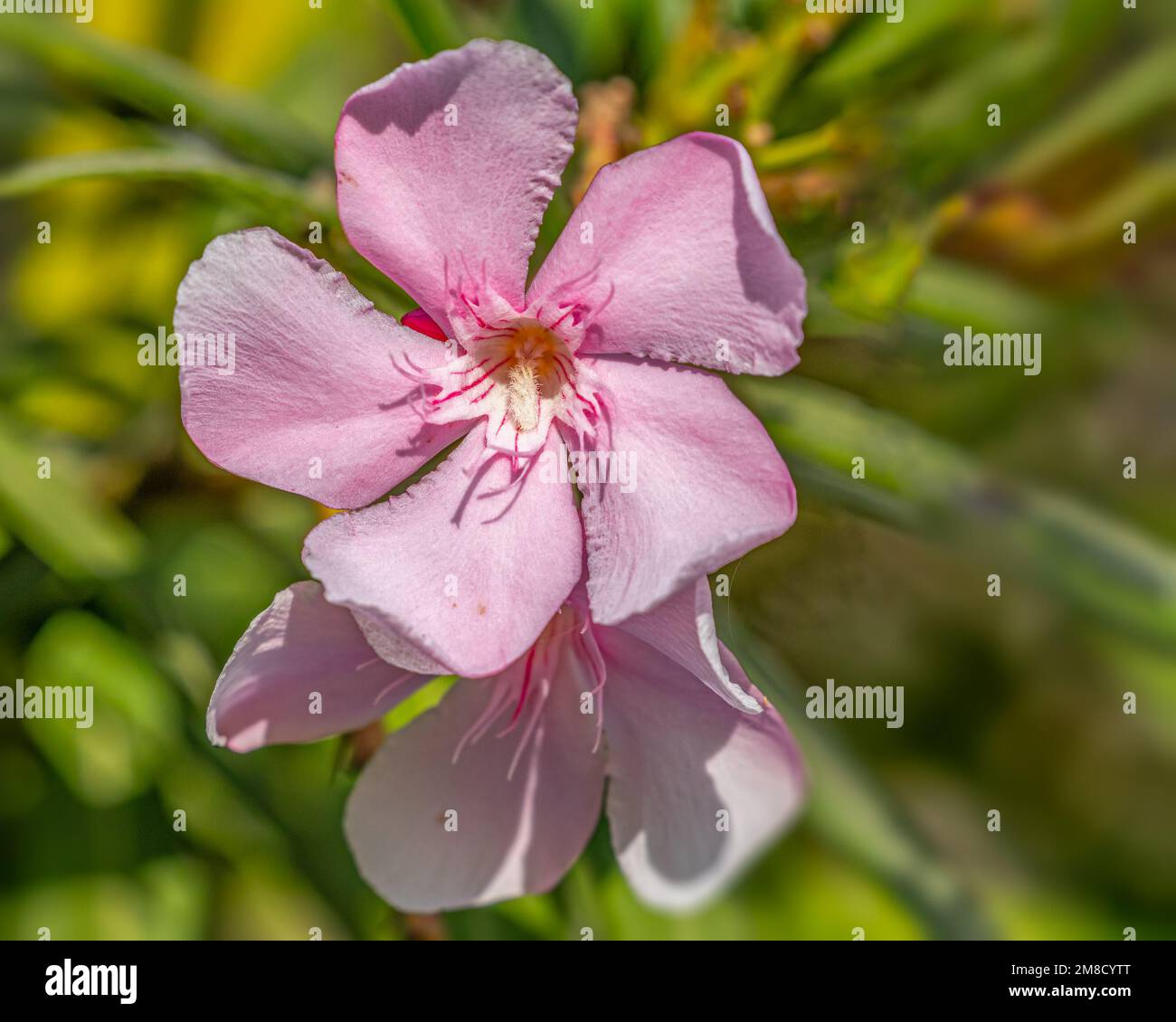 Oleander full flowers in hi-res stock photography and images - Alamy