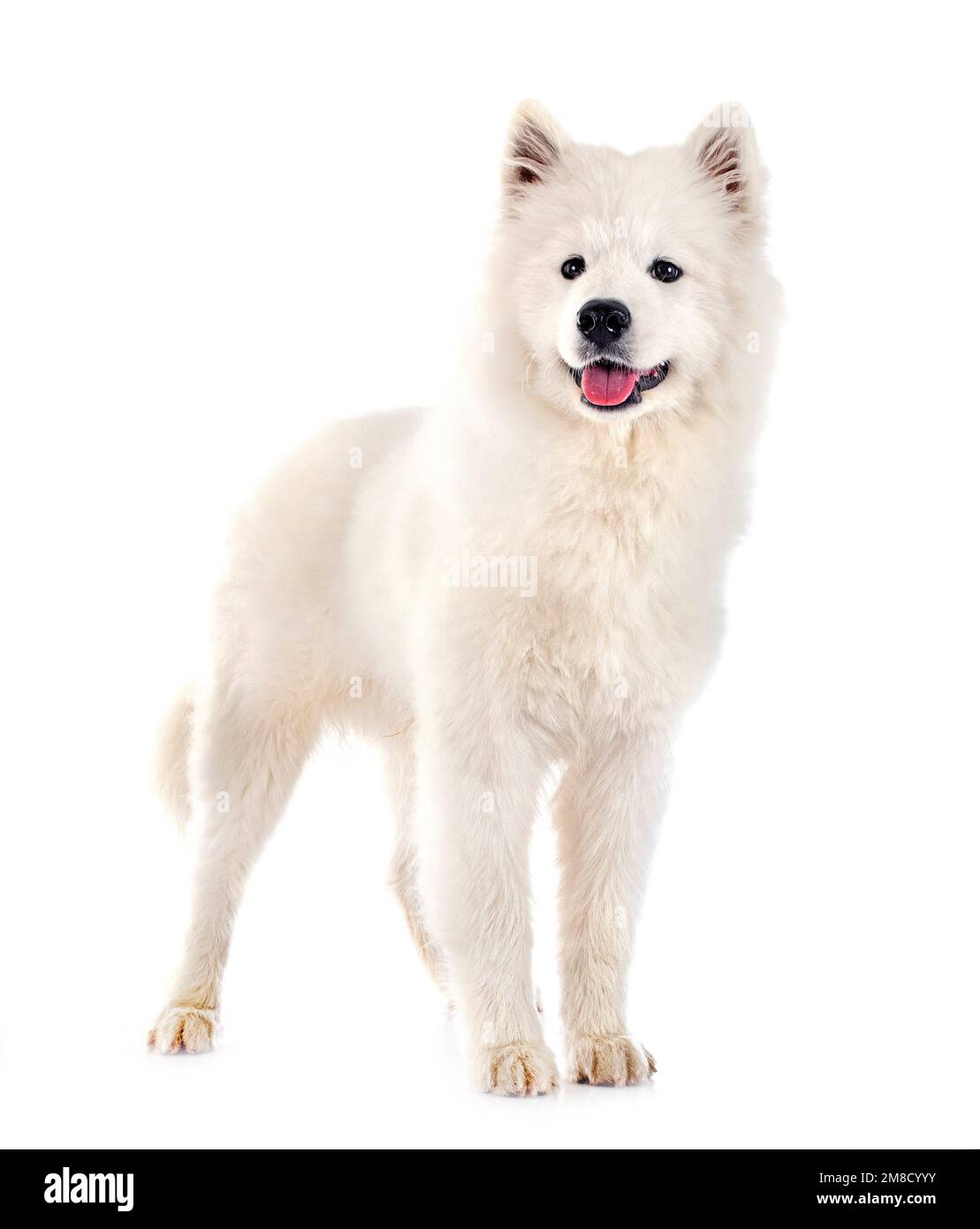 samoyed dog in front of white background Stock Photo - Alamy