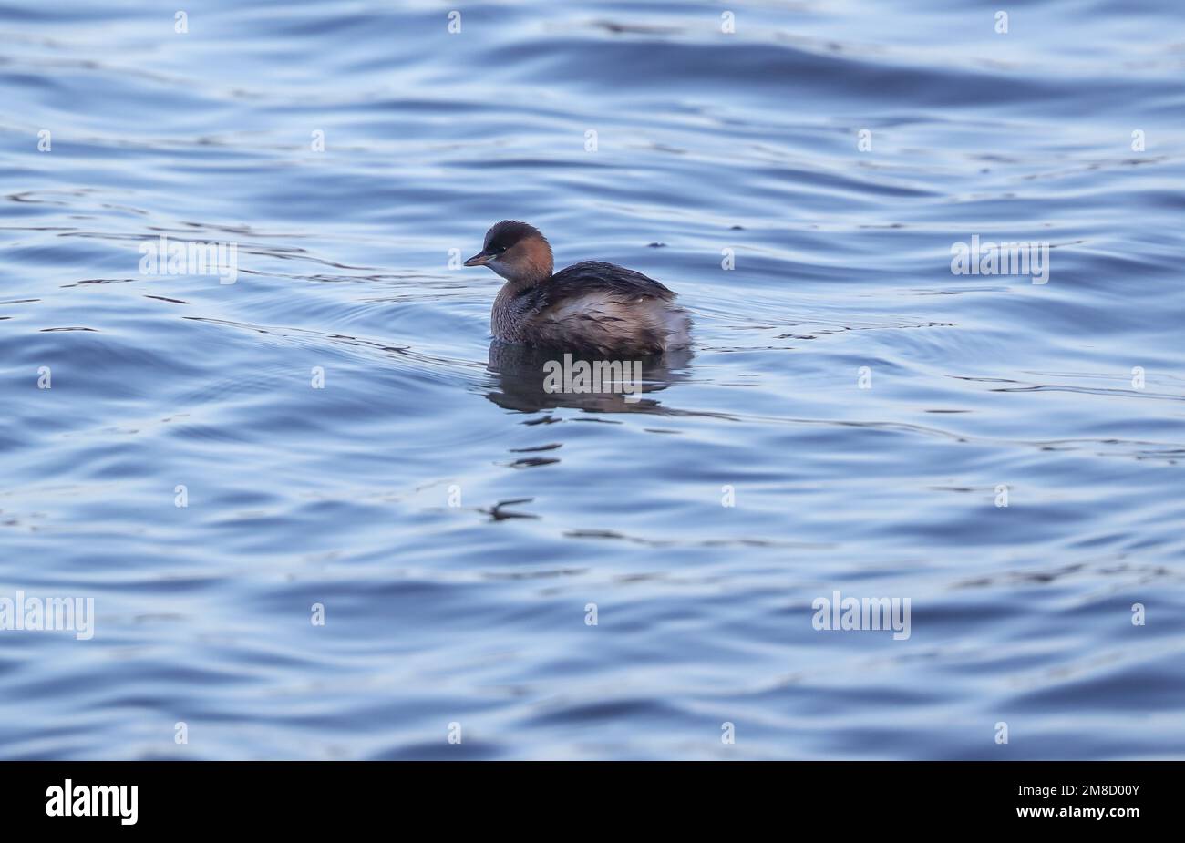 Little Grebe (Tachybaptus ruficollis Stock Photo - Alamy