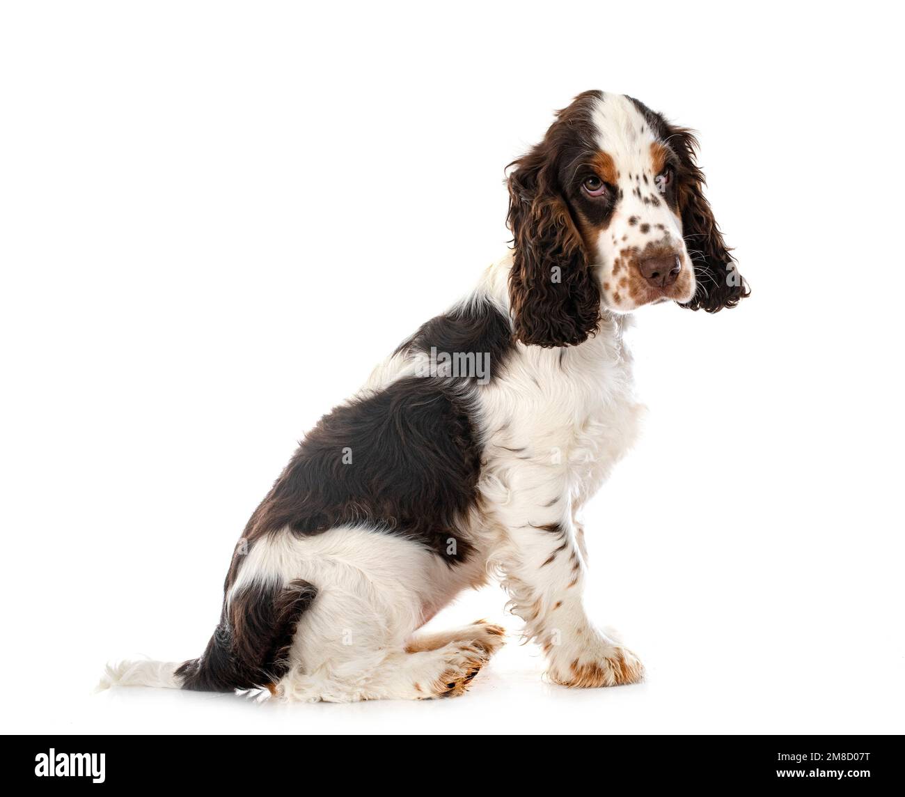 English Cocker Spaniel in front of white background Stock Photo - Alamy