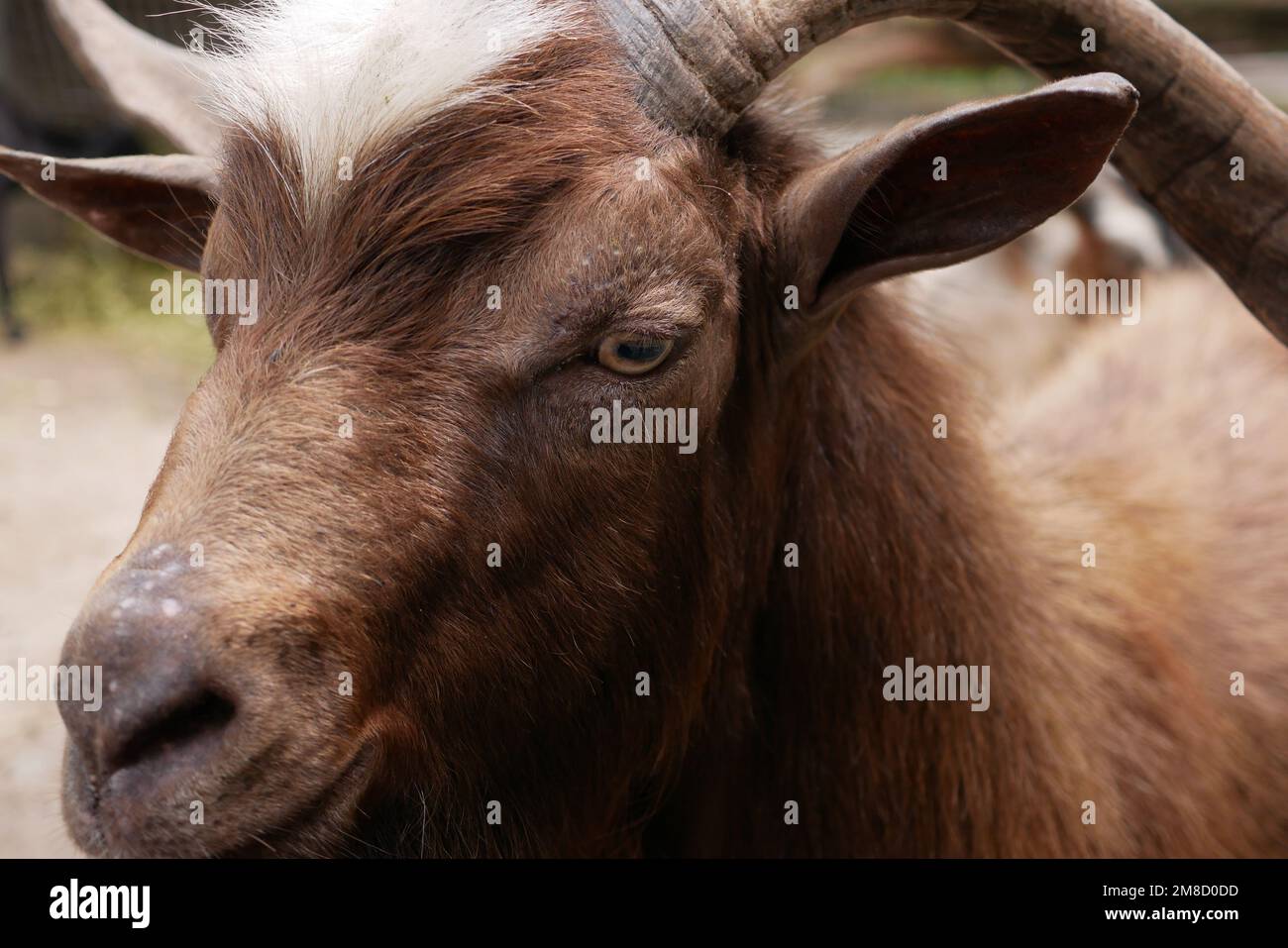 goat in the farm land eating food Stock Photo - Alamy