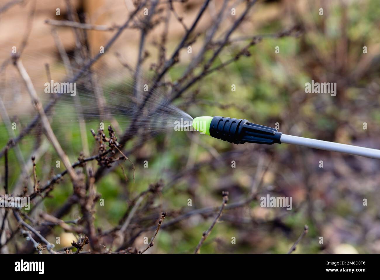 Spraying fruit trees with a pump sprayer with insecticides and ...