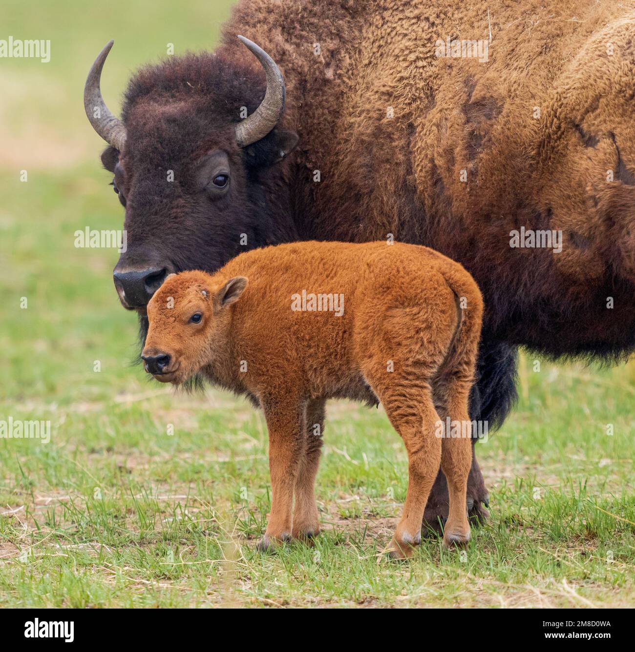 Close up portrait of a Bison Calf and its Mother standing close ...