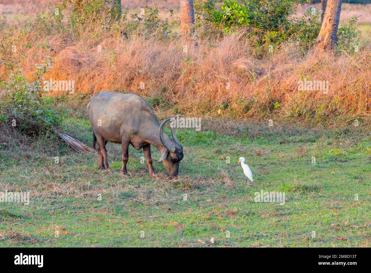Eating insects hi-res stock photography and images - Alamy