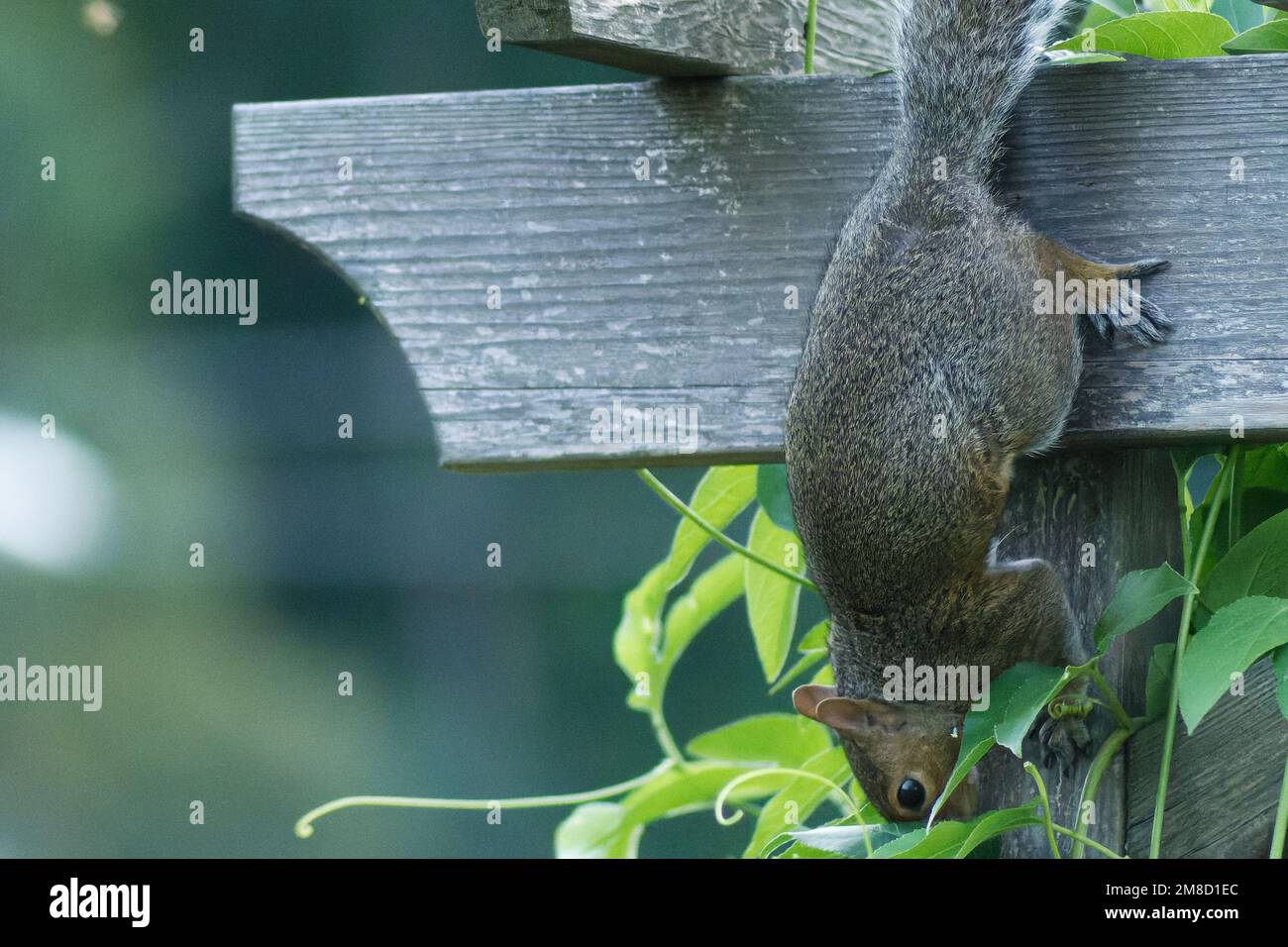 The eastern gray upside-down squirrel (Sciurus carolinensis) on the ...
