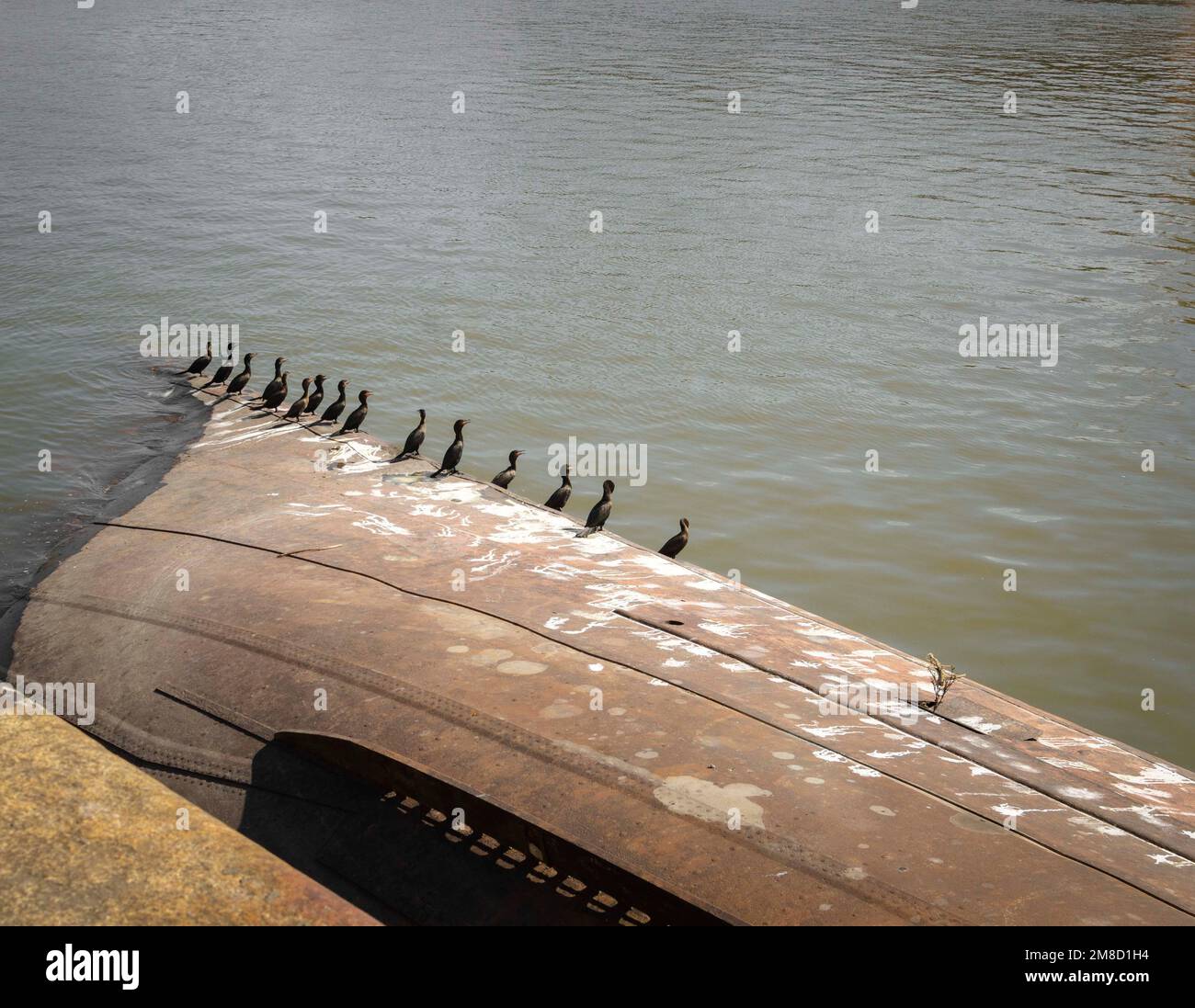 A group of birds perched on a sunken ship in the river Stock Photo - Alamy