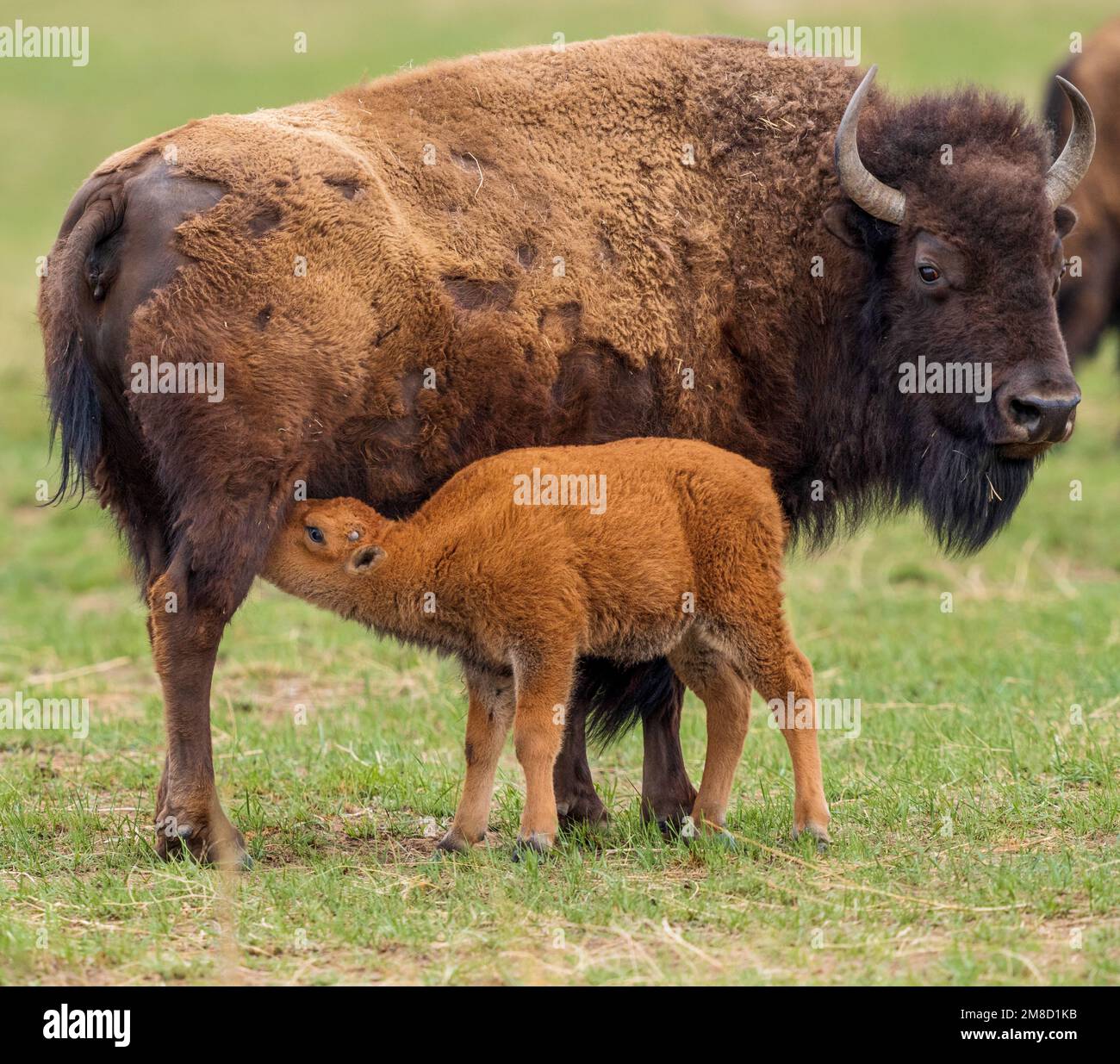 Baby bison hi-res stock photography and images - Alamy
