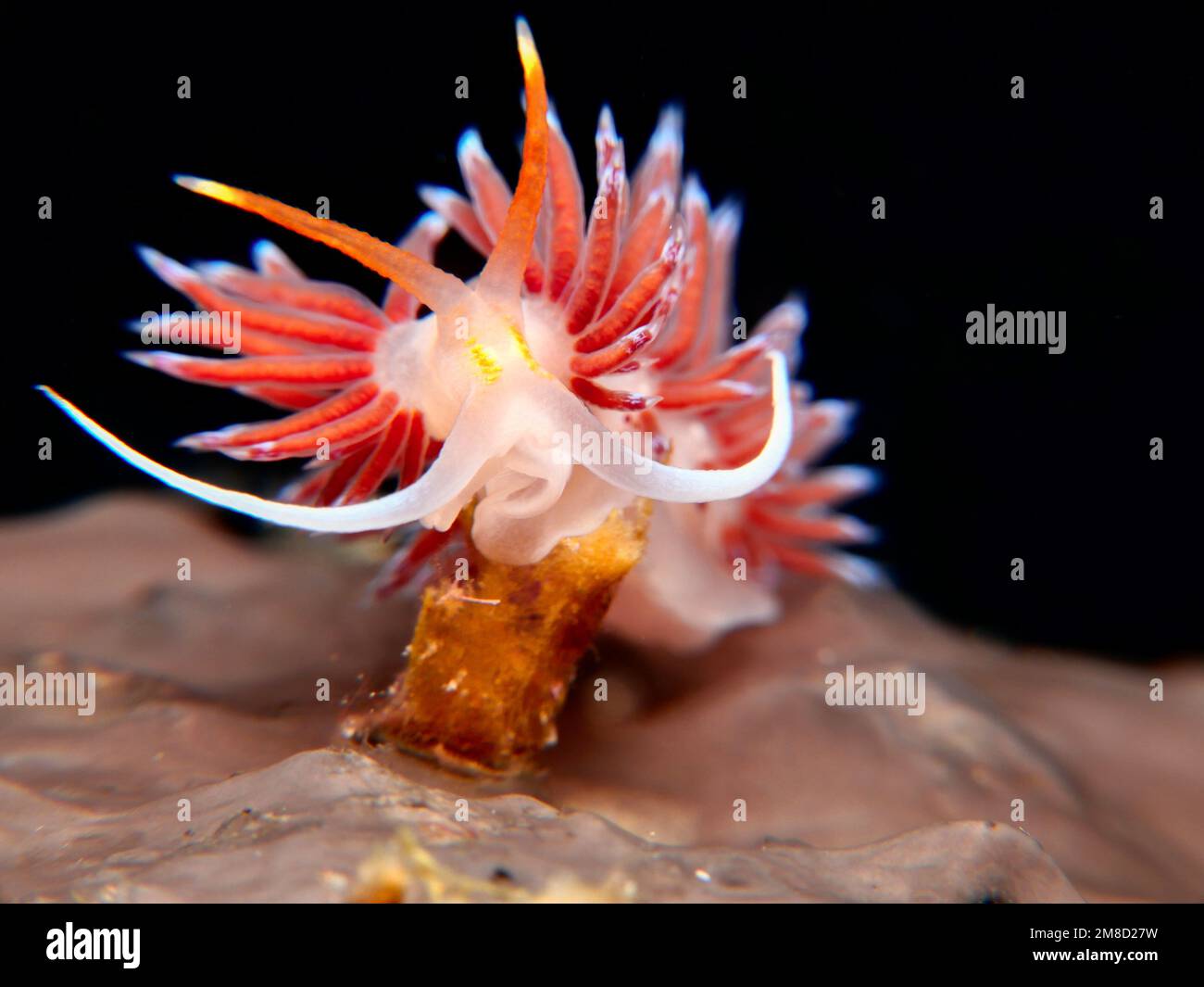 Nudibranch Cratena peregrina from Cyprus Stock Photo - Alamy