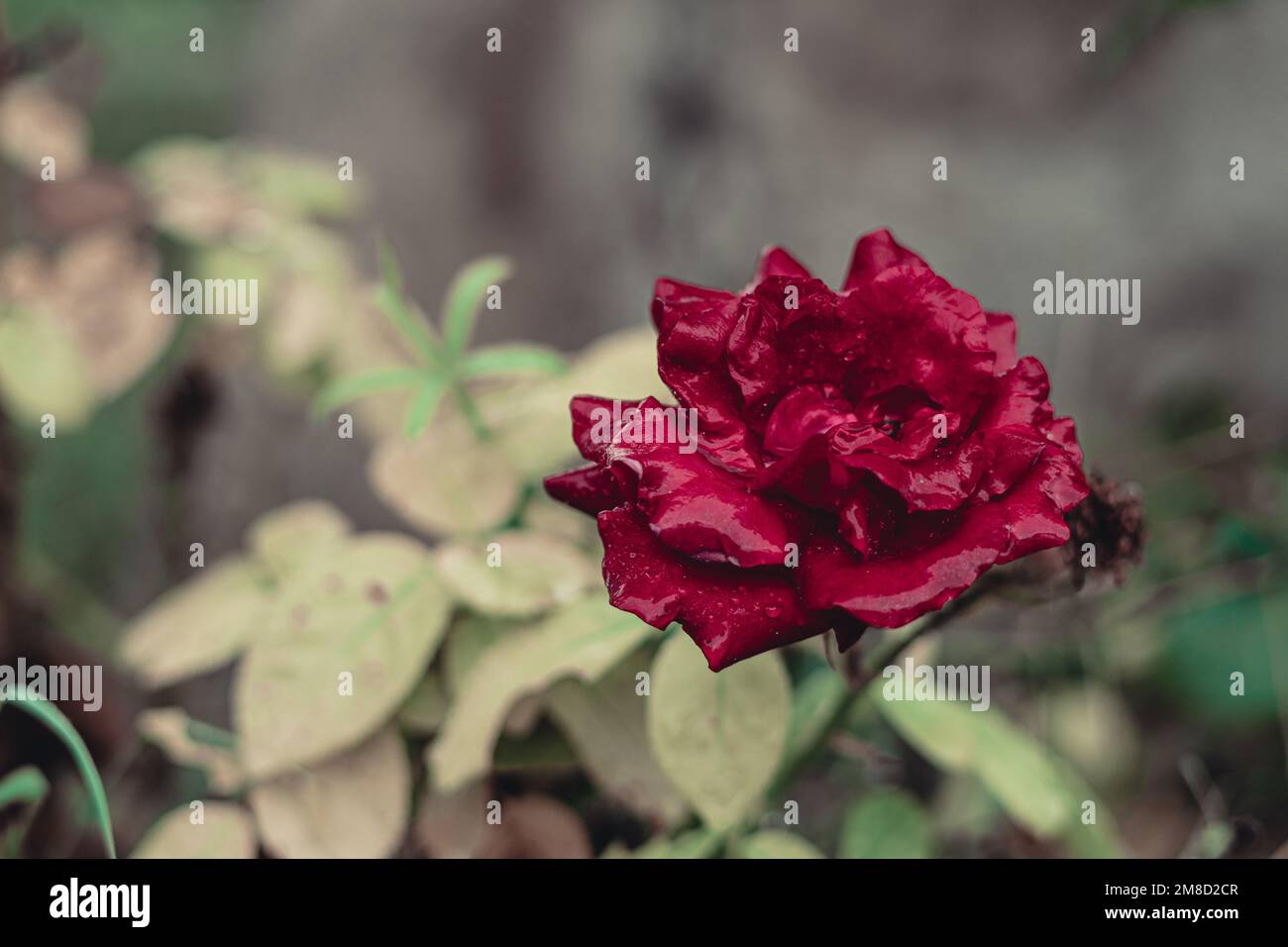 A selective focus shot of red Floribunda flower in dark garden ...