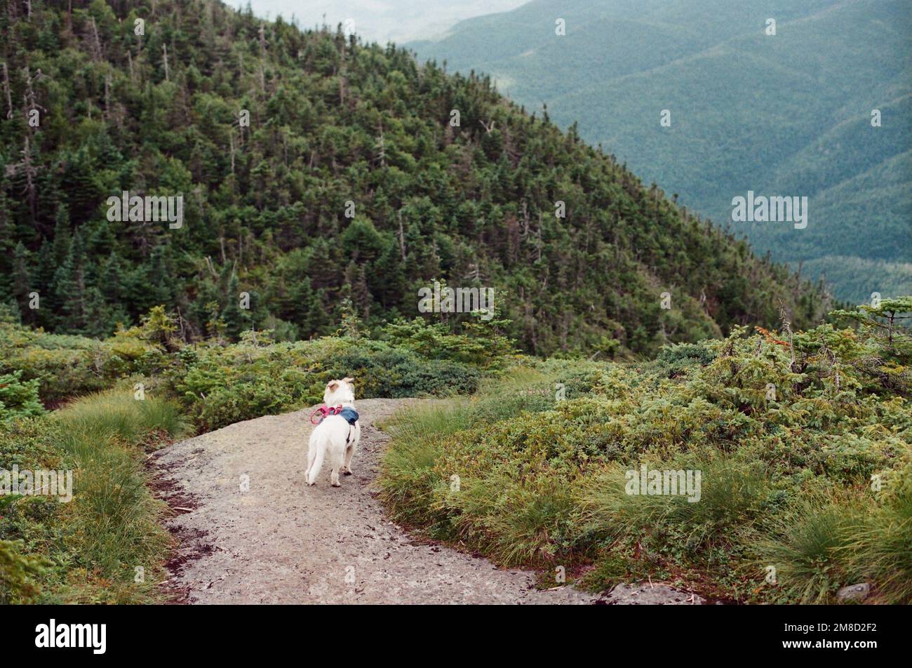 curious adventure pup looking out at scenery Stock Photo - Alamy