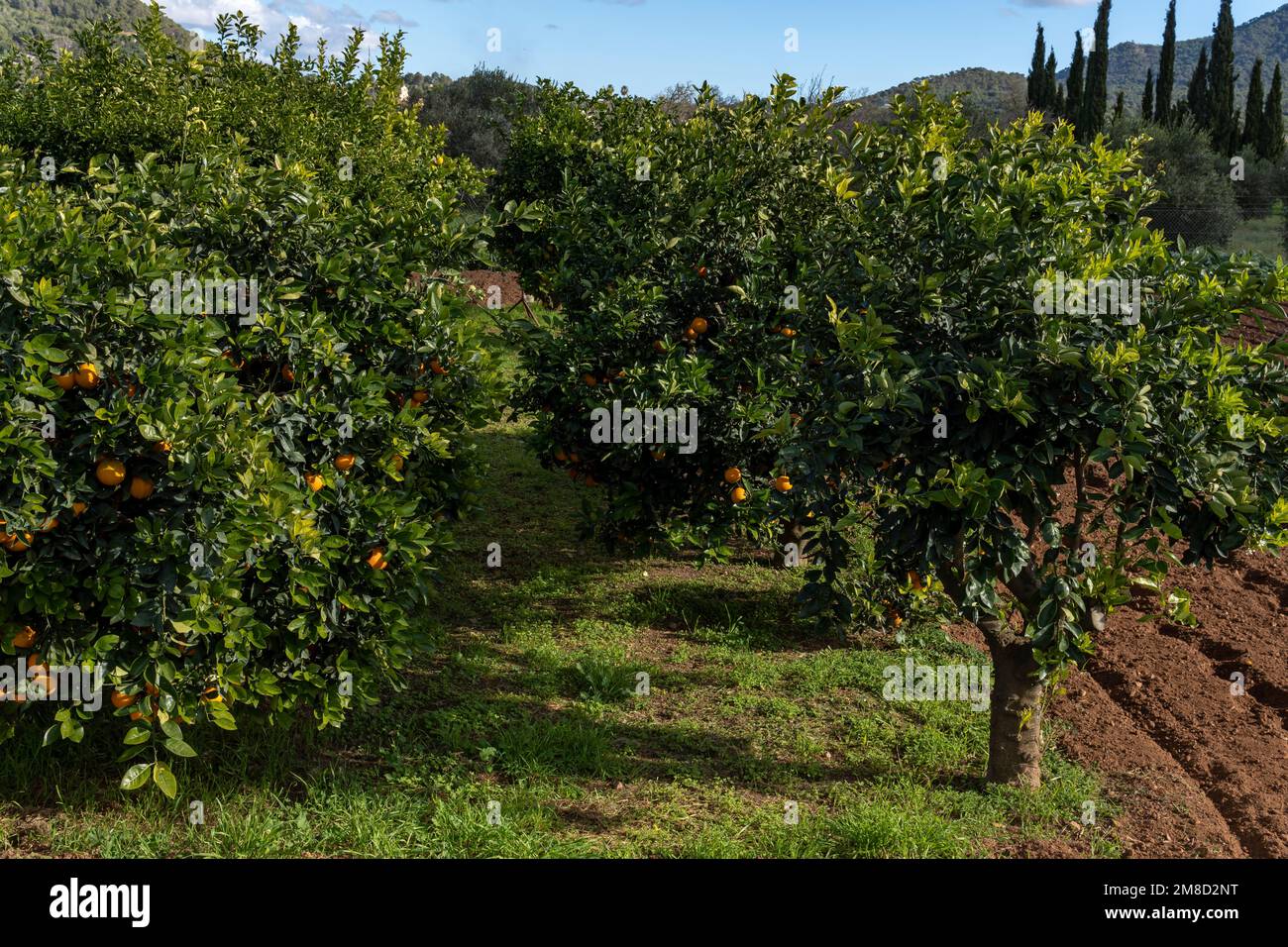 Rural field of organic orange trees on a sunny morning. Island of ...