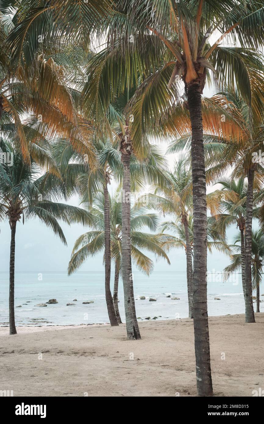 Tropical beach, color toning applied Stock Photo - Alamy