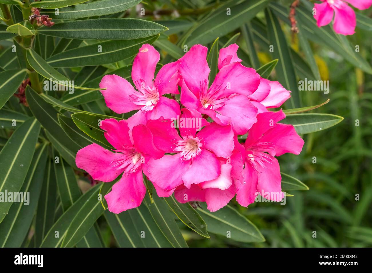 Pink Oleander Nerium Tropical Flowers Tree Shrub Miami Florida Stock Photo - Alamy