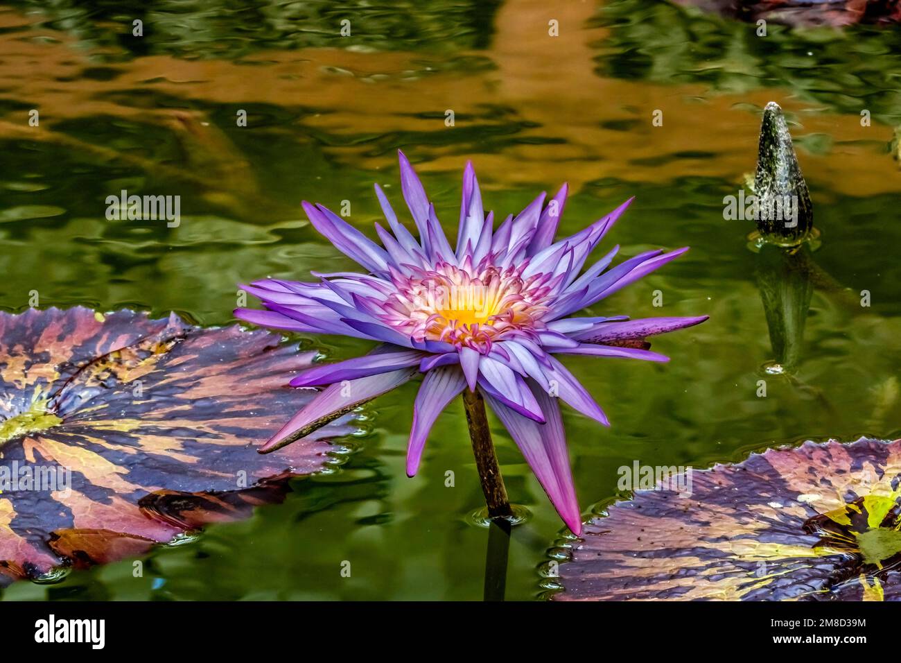 Purple Pink Flower Foxfire Nymphea Water Lily Green Pads Vizcaya Garden ...