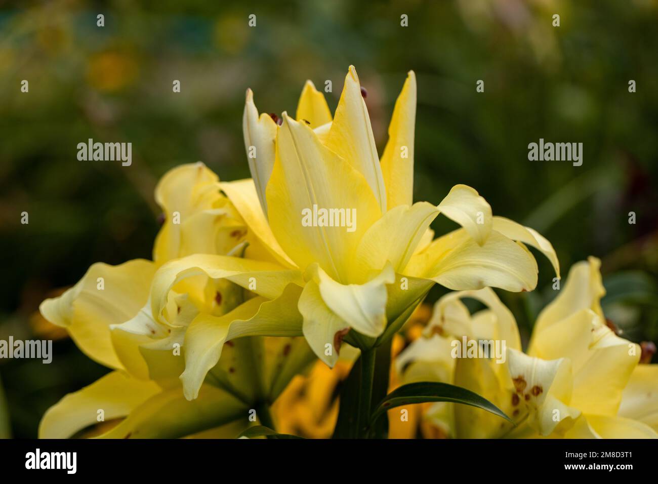 Lily Exotic Sun double yellow flowers - OT-Hybrid Stock Photo - Alamy