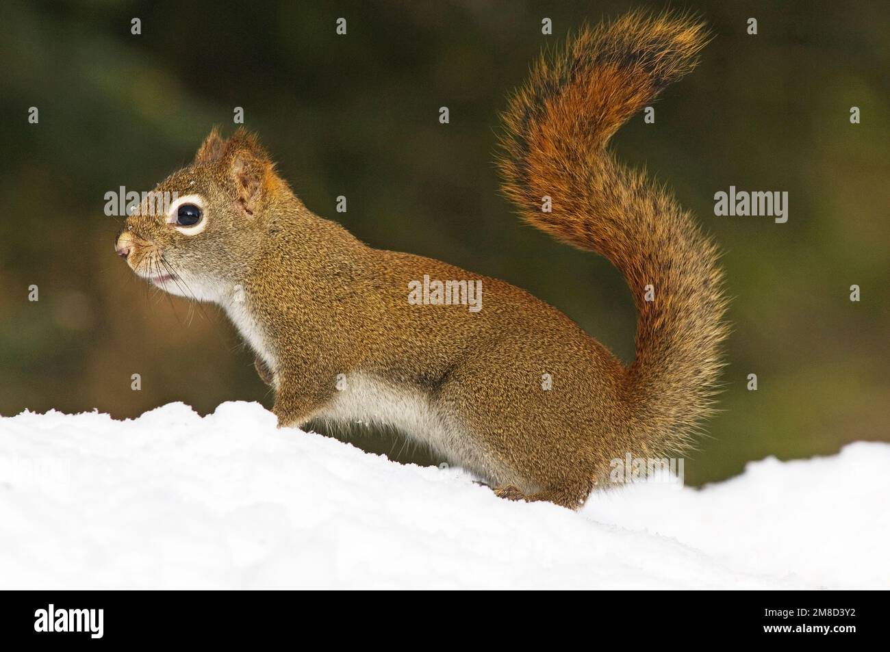 Red squirrel portrait in Algonquin Provincial Park, Ontario, Canada ...