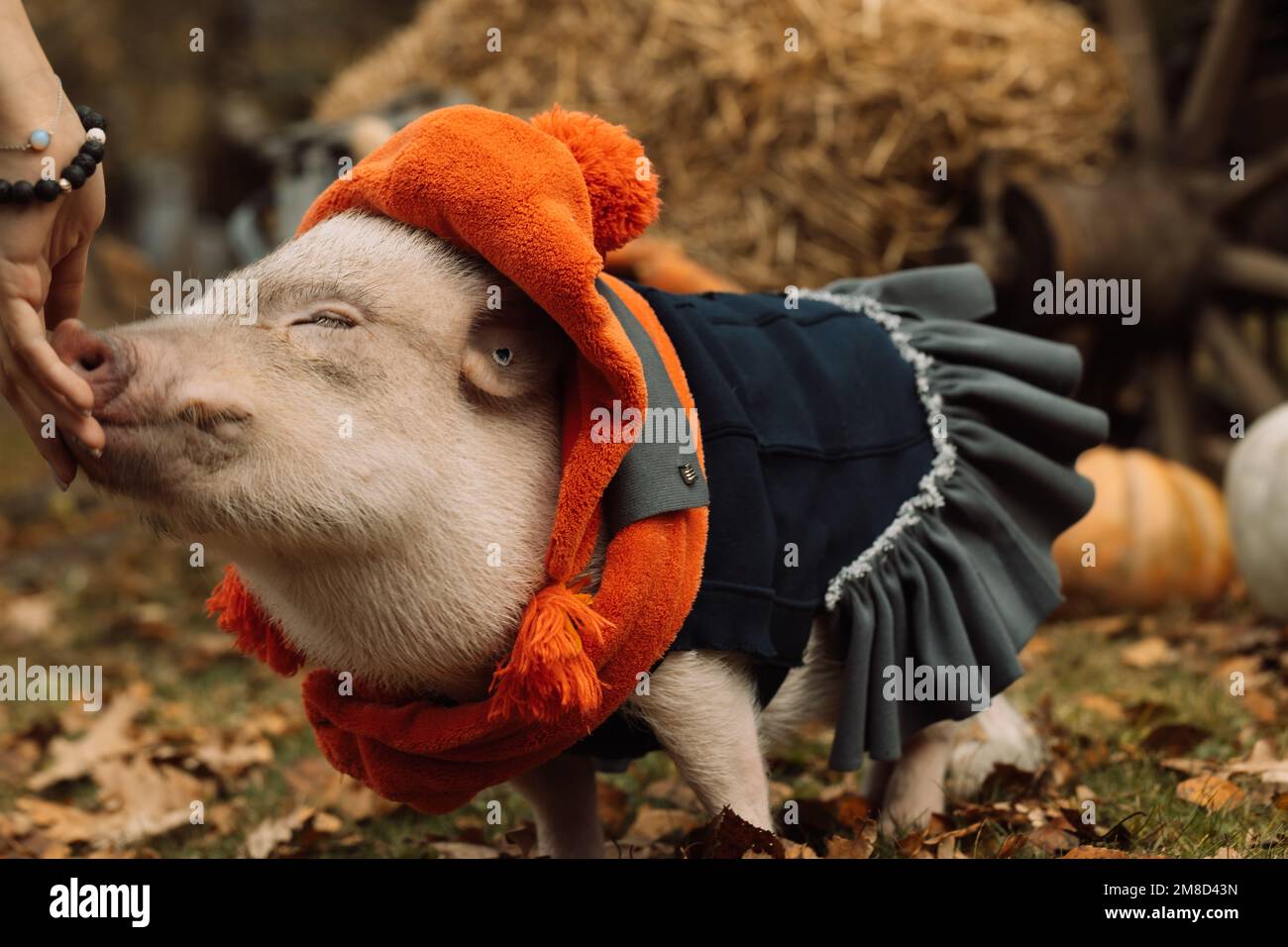 White mini pig in a smart suit posing on an autumn background Stock ...