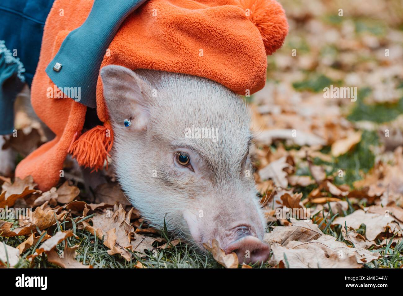 Baby Pigs In Sweaters