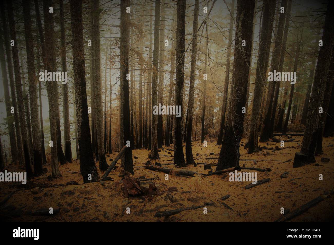 Forest Fire Aftermath Stock Photo - Alamy